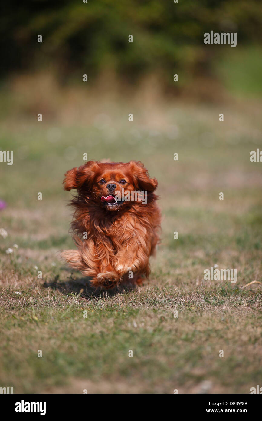 Running cavalier king charles spaniel hi-res stock photography and ...