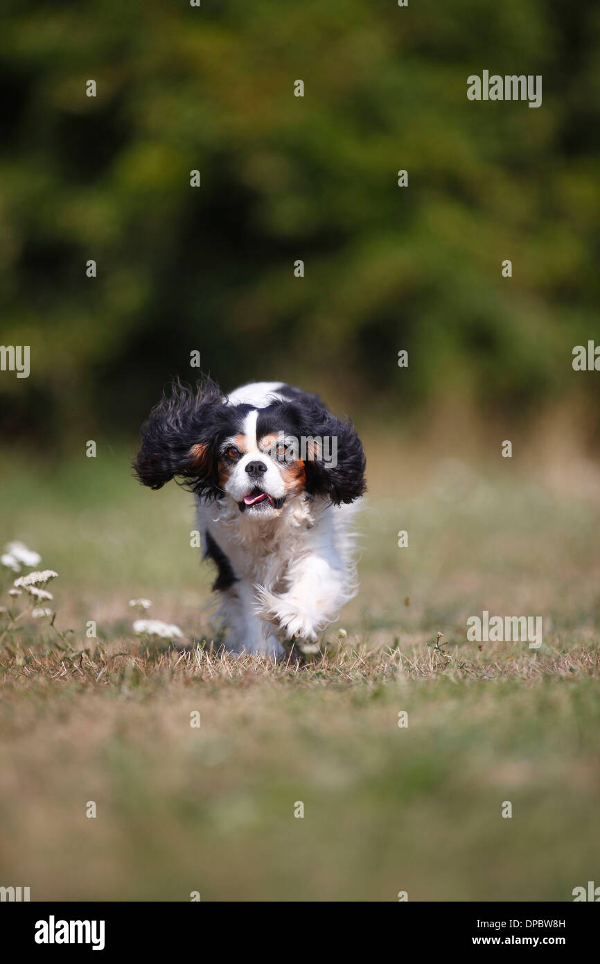 Cavalier King Charles spaniel running in a meadow Stock Photo - Alamy