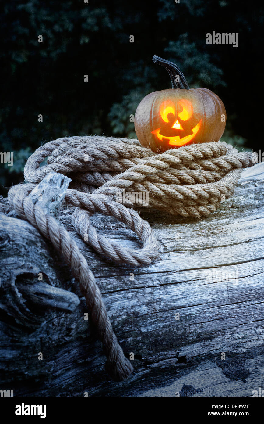 Fallen log hi-res stock photography and images - Alamy