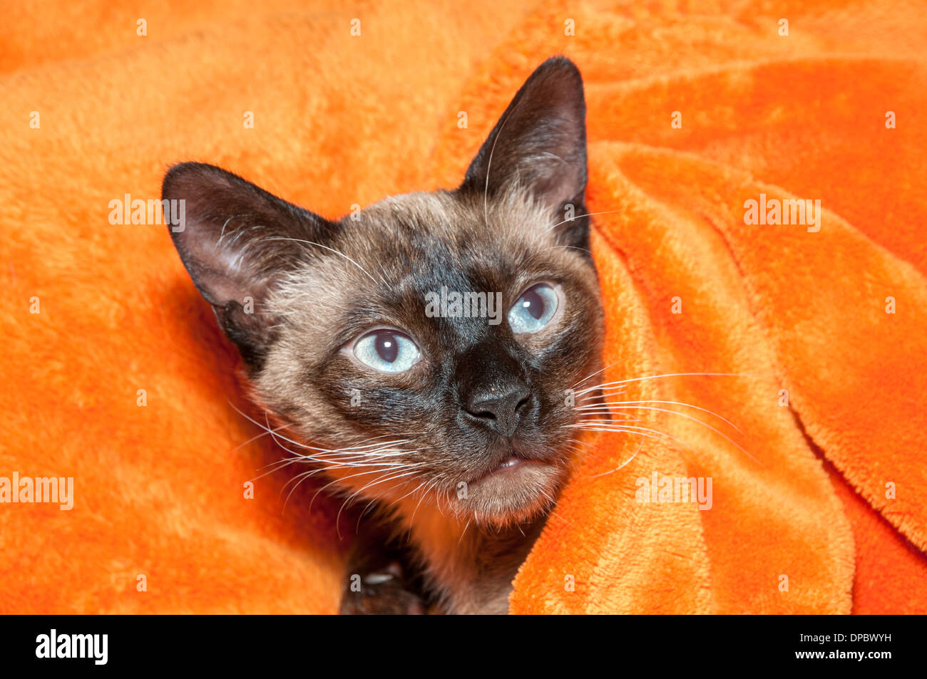 Cat covered with a blanket that has cold Stock Photo - Alamy