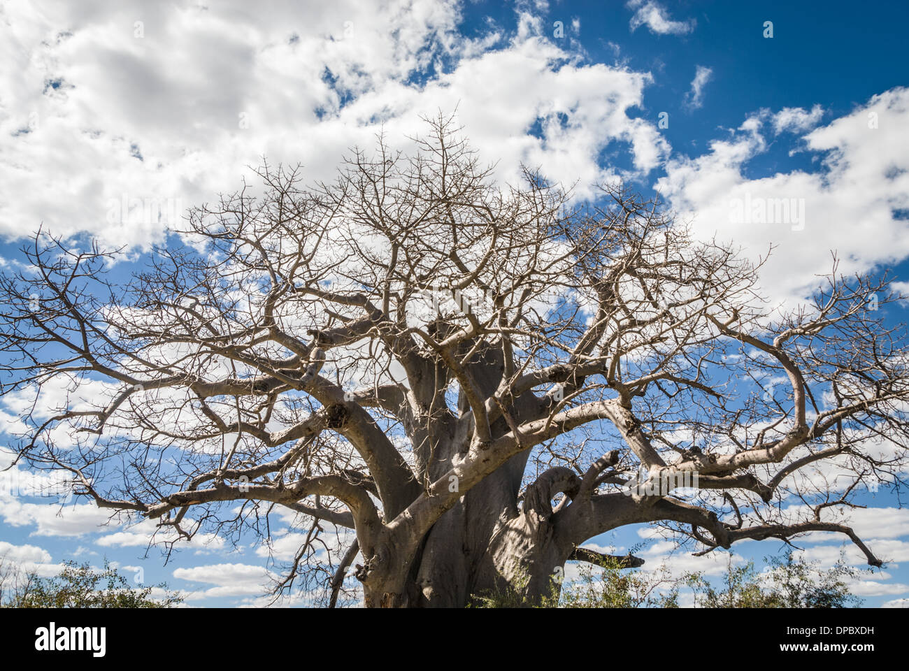 Big Baobab tree in Muhembo Game reserve, Namibia, Africa Stock Photo ...