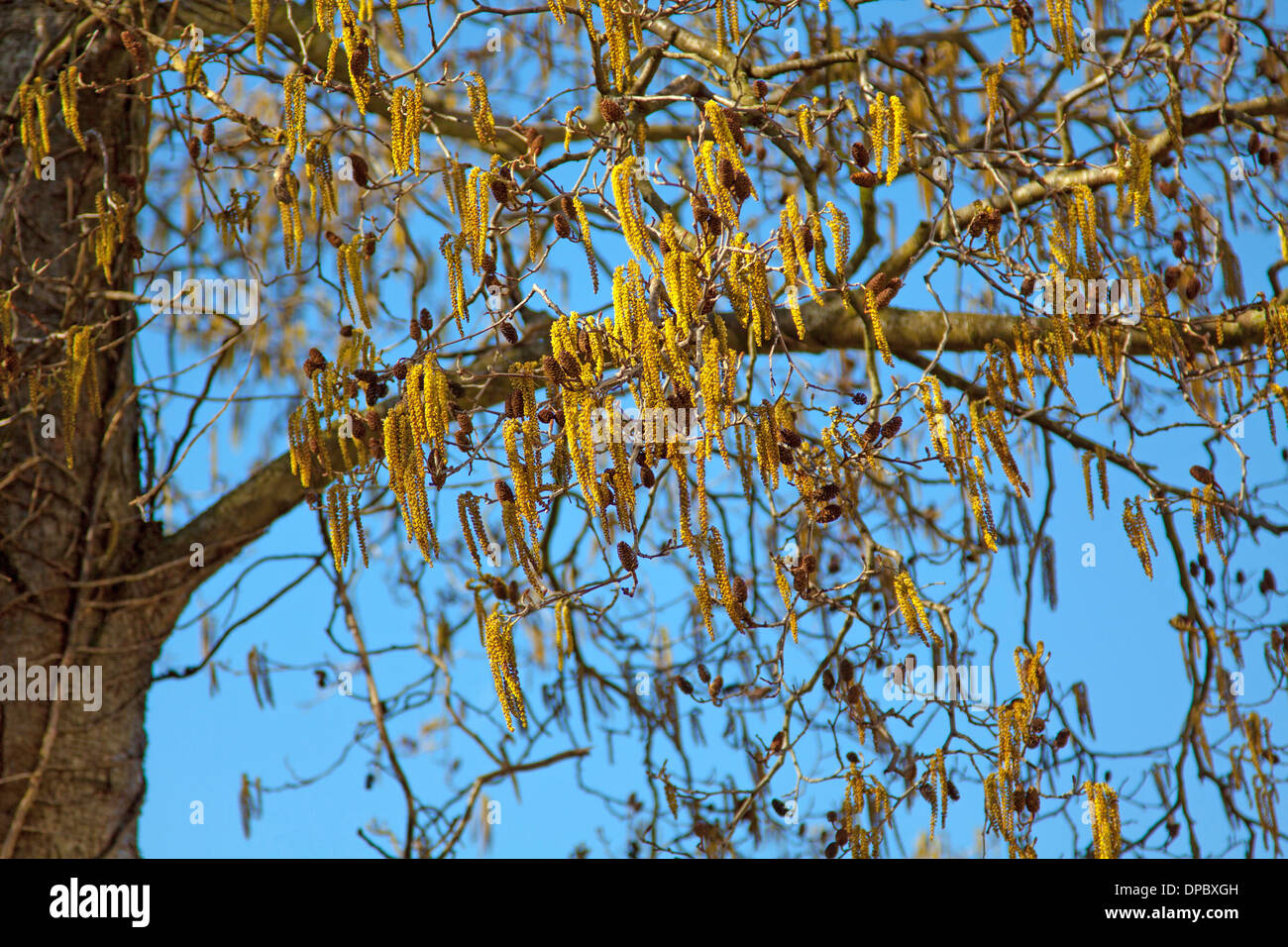 Hazel tree bark and branches hi-res stock photography and images - Alamy