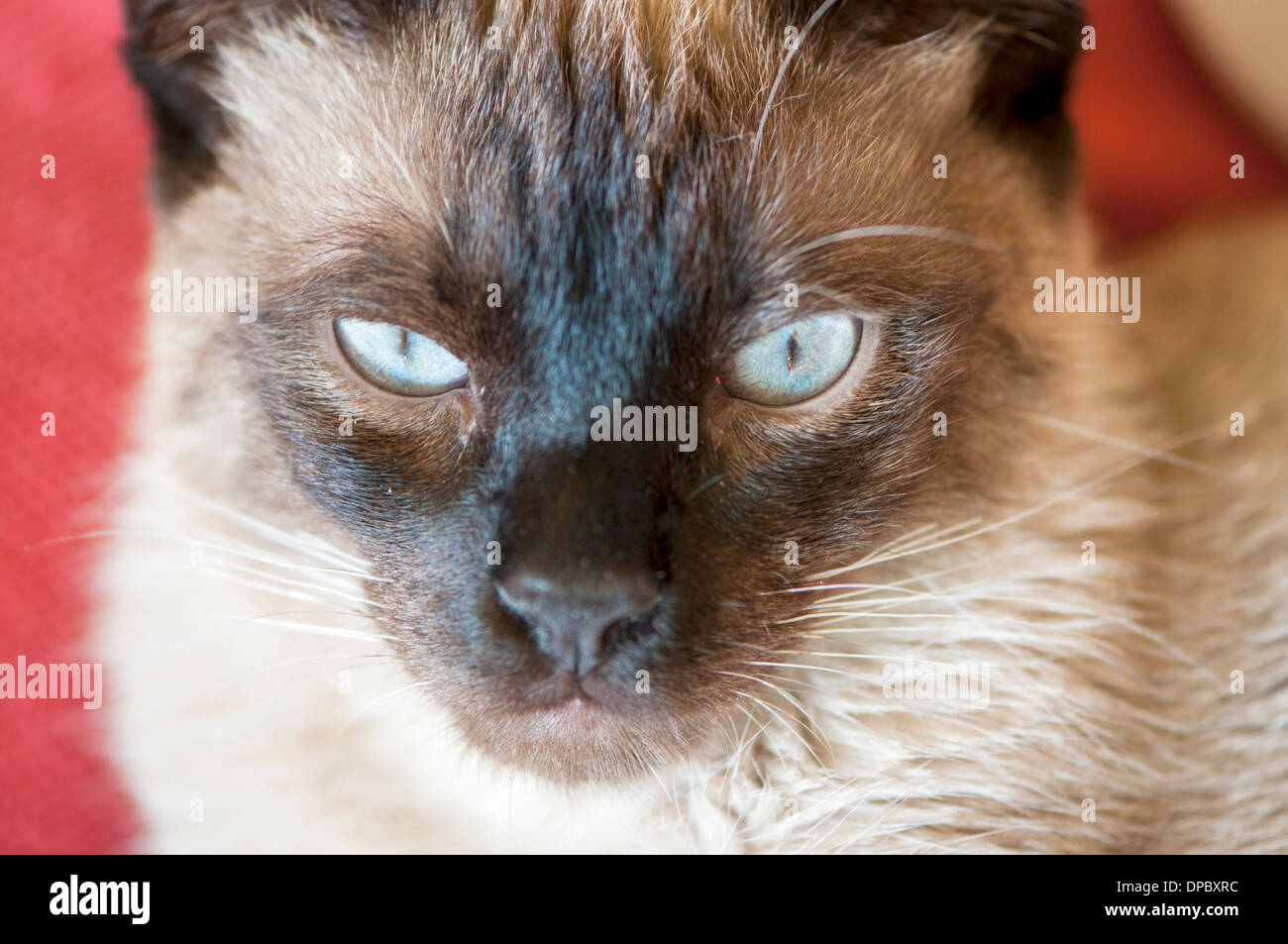 sleepy cat on top of the couch Stock Photo - Alamy