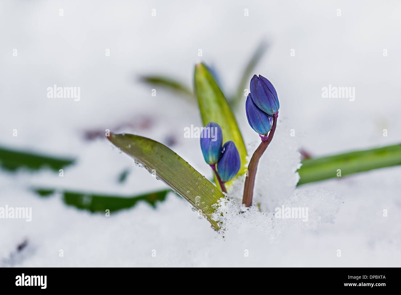 Blue snowdrop flowers in the snow Stock Photo - Alamy