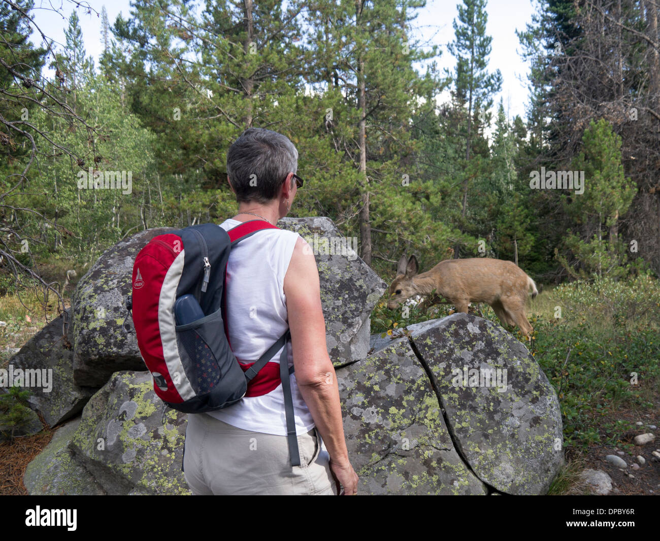 Wyoming usa female hiker mule deer hi-res stock photography and images ...