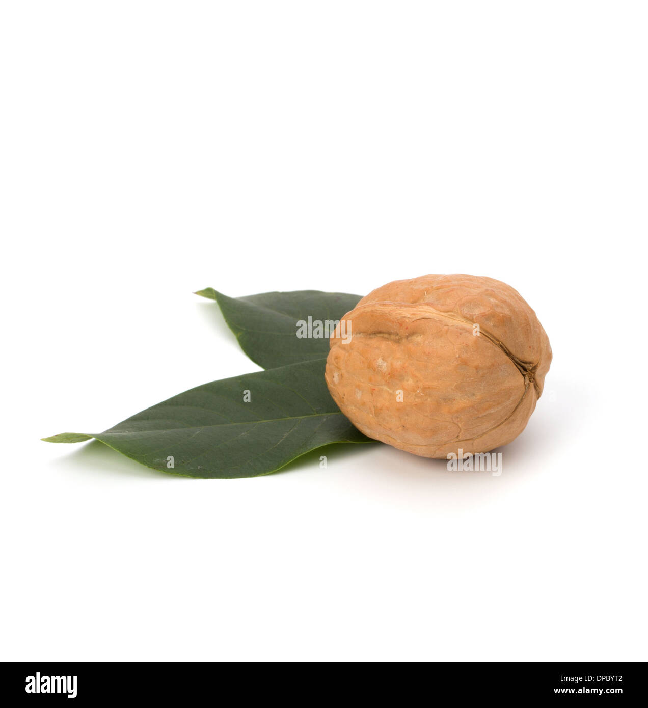 Circassian walnut isolated on white background Stock Photo - Alamy