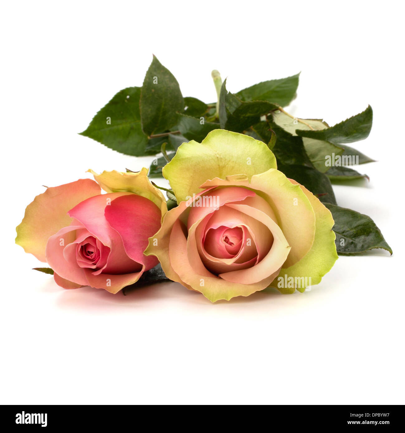 Beautiful roses isolated on white background Stock Photo - Alamy