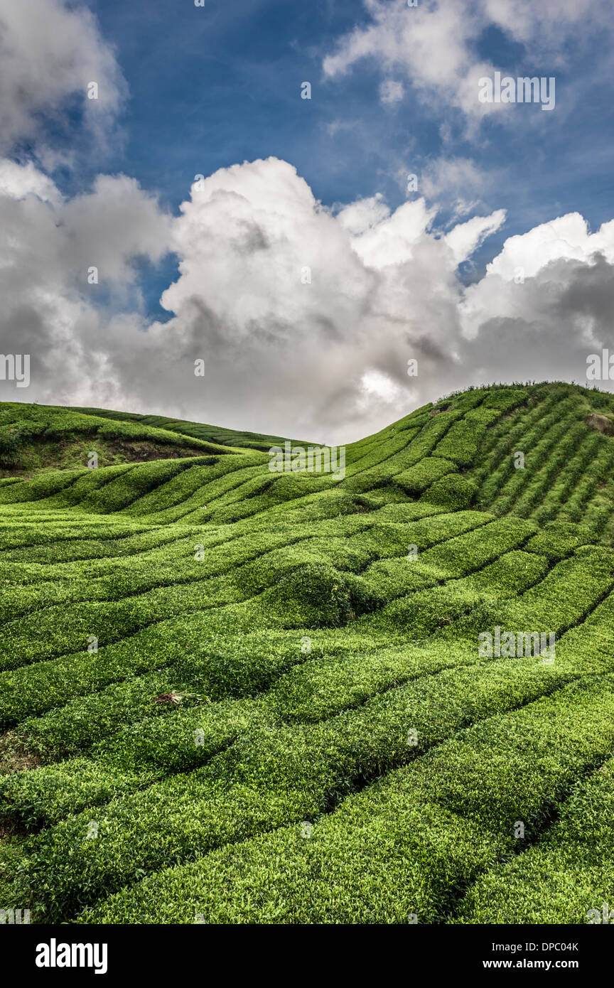 Tea plantation cameron highlands hi-res stock photography and images ...