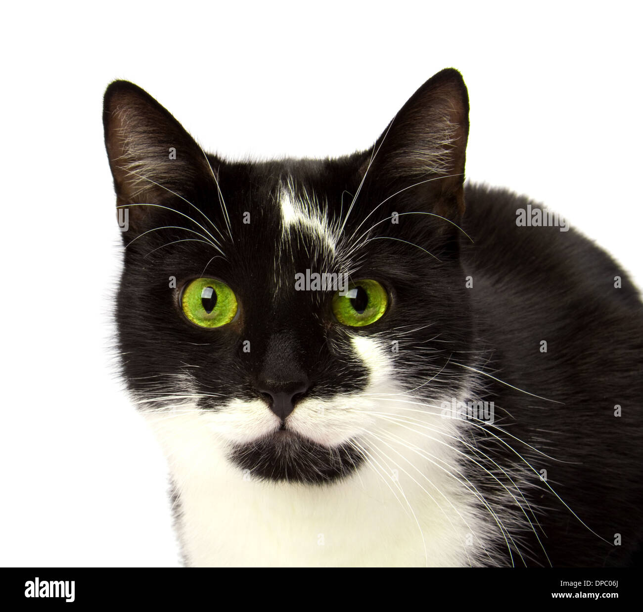 cat isolated on white background Stock Photo - Alamy