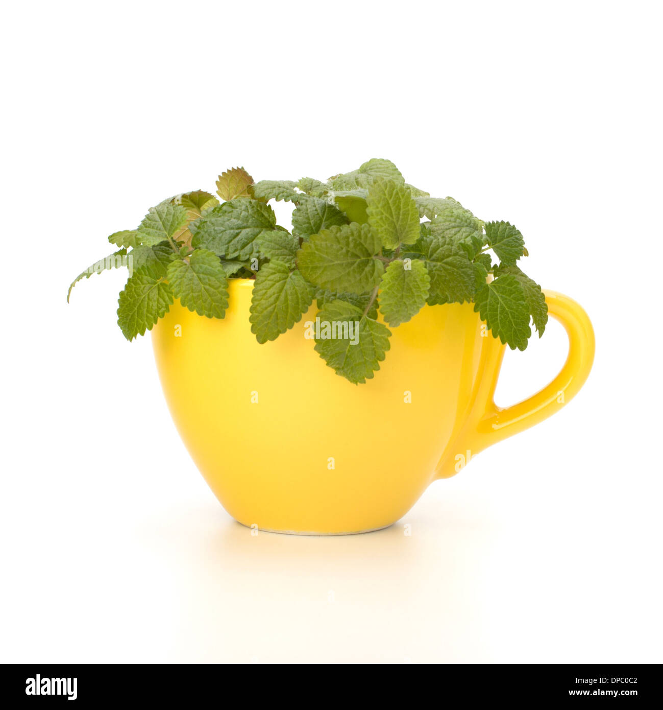 Herbal peppermint tea cup isolated on white background. Alternative ...