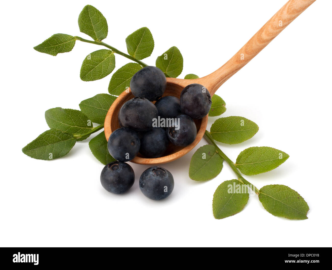 Blue bilberry or whortleberry isolated on white background Stock Photo ...
