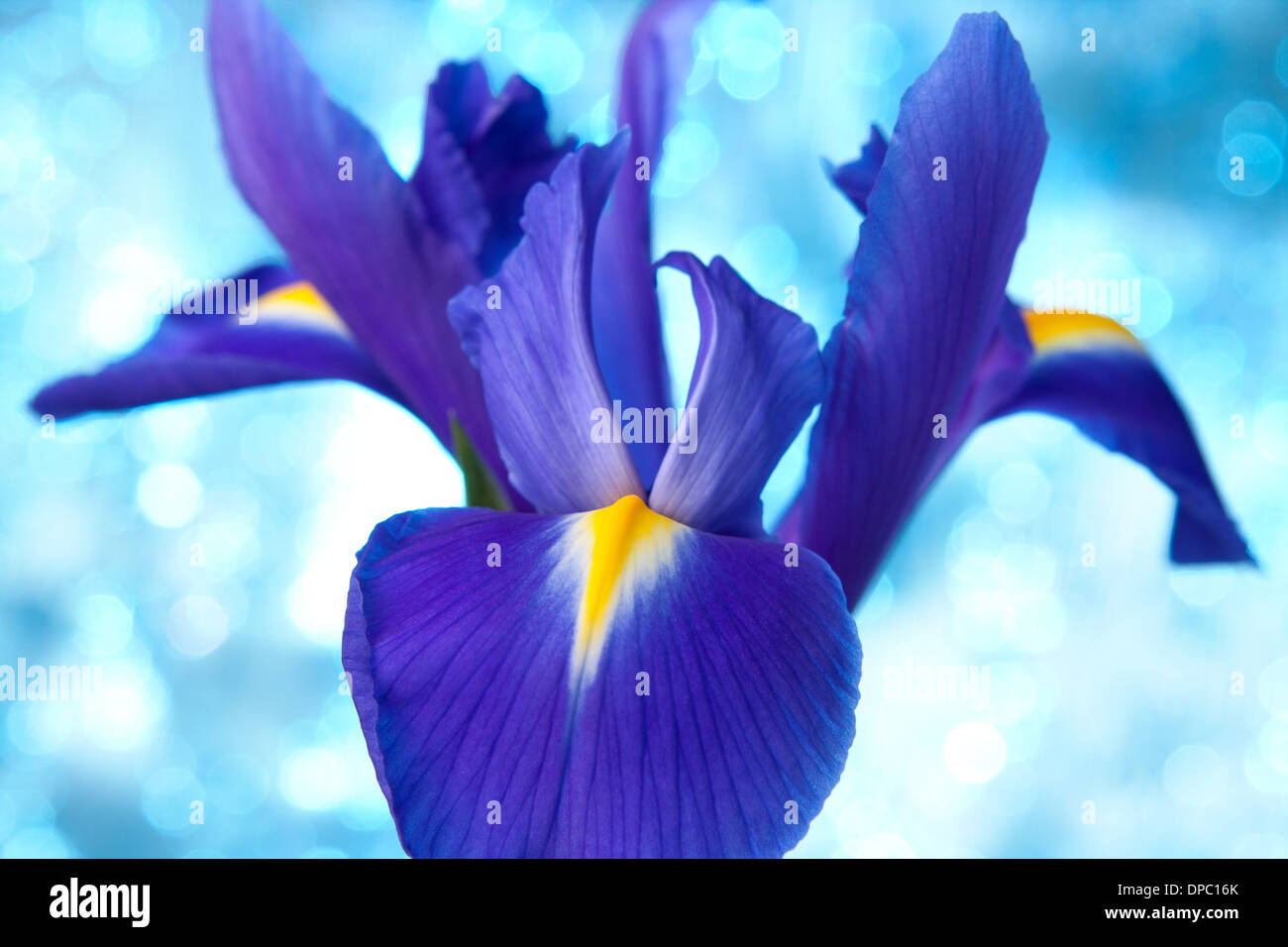 Beautiful blue iris flowers background Stock Photo - Alamy