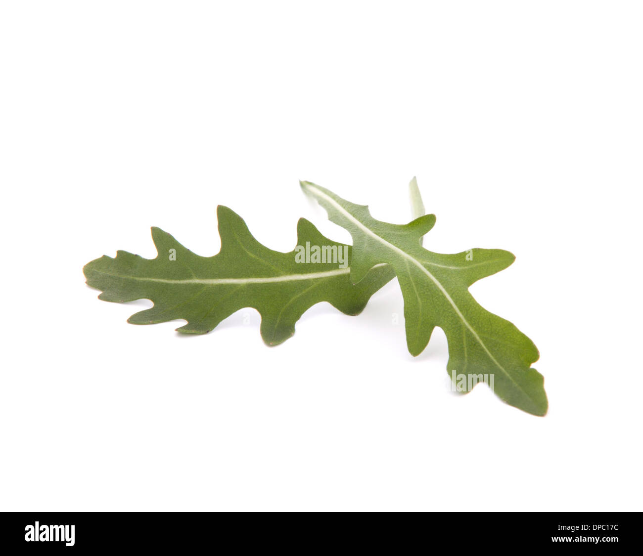 Sweet rucola salad or rocket lettuce leaves isolated on white ...