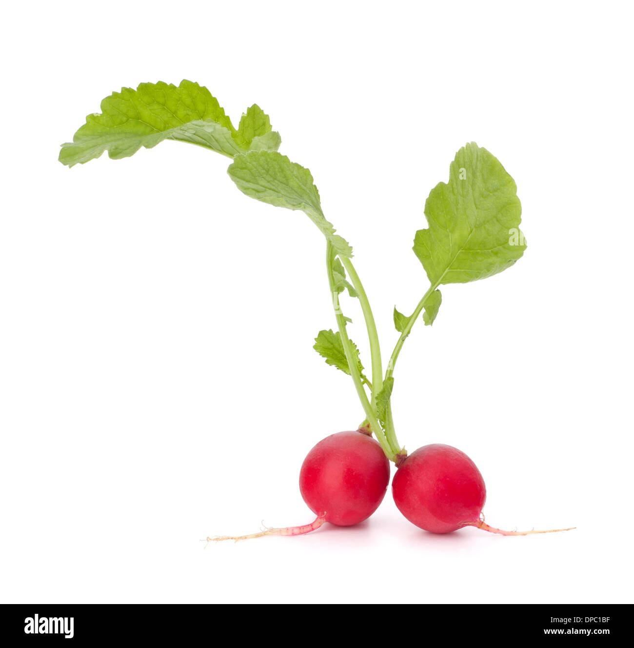 Small garden radish with leaves isolated on white background cutout ...