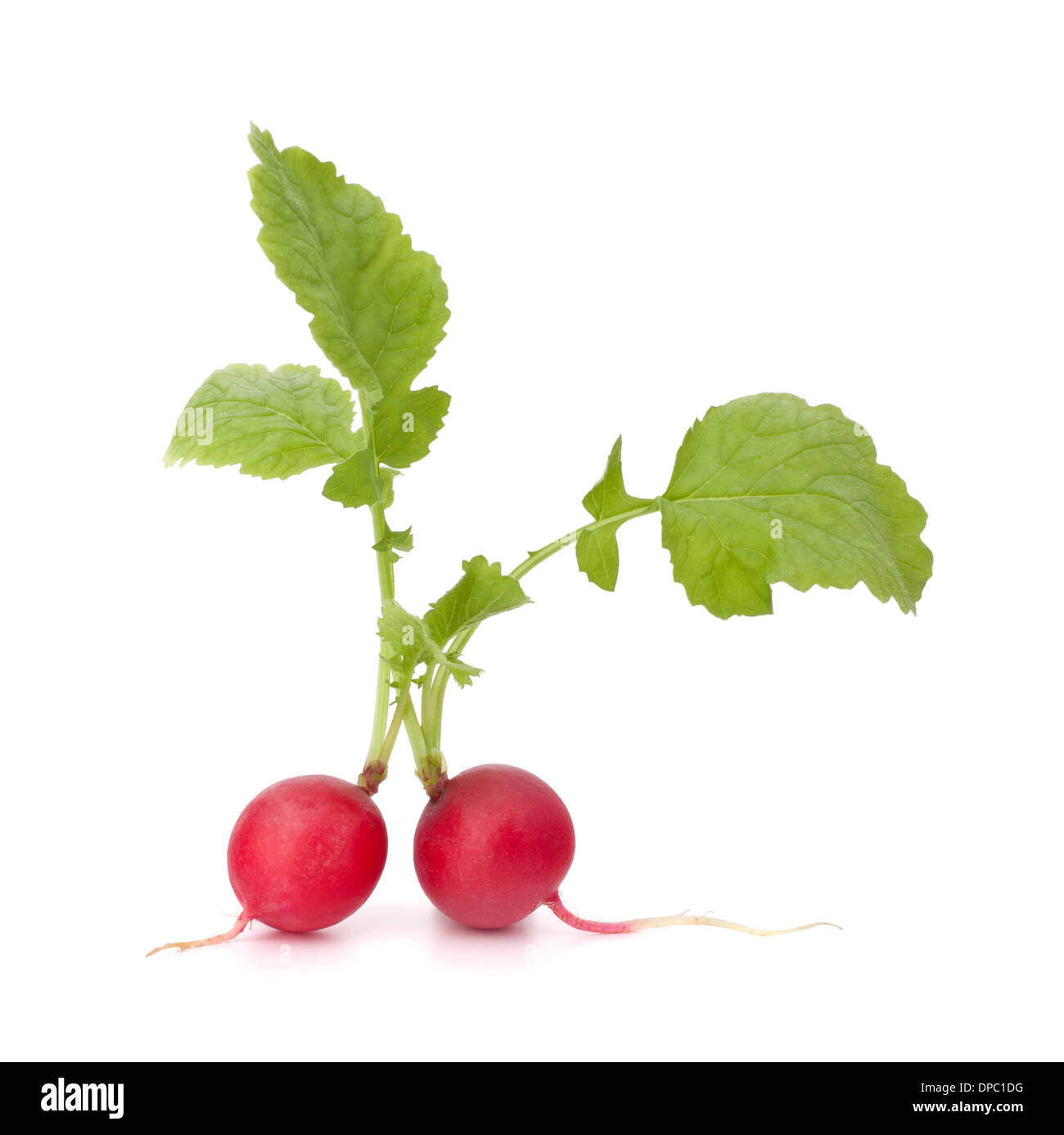 Small garden radish with leaves isolated on white background cutout ...