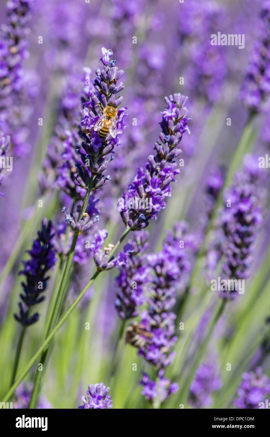 Lavender flowers with a honey bee collecting pollen. Dundee, Oregon ...