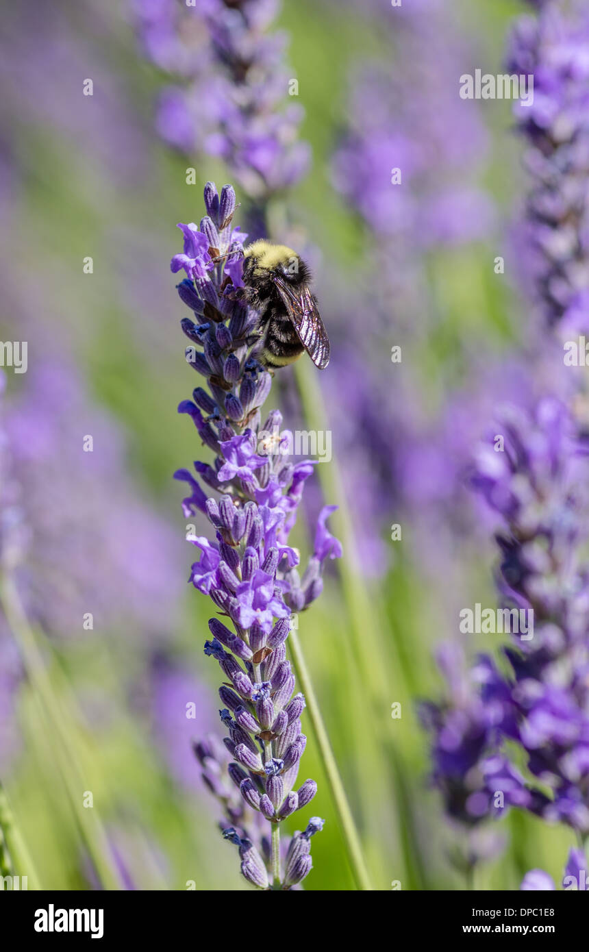 Lavender flowers with a honey bee collecting pollen. Dundee, Oregon ...