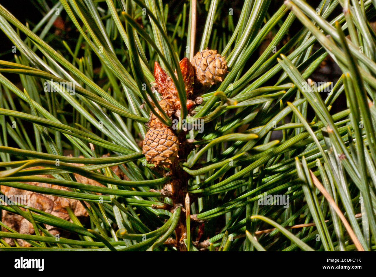 Spruce pine cones growing Stock Photo - Alamy