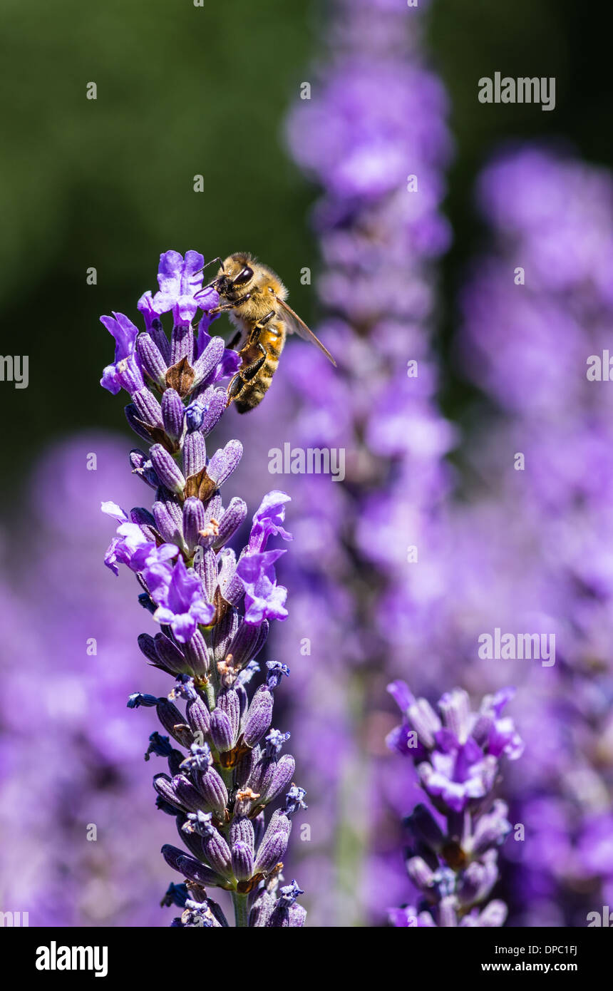 Lavender flowers with a honey bee collecting pollen. Dundee, Oregon ...
