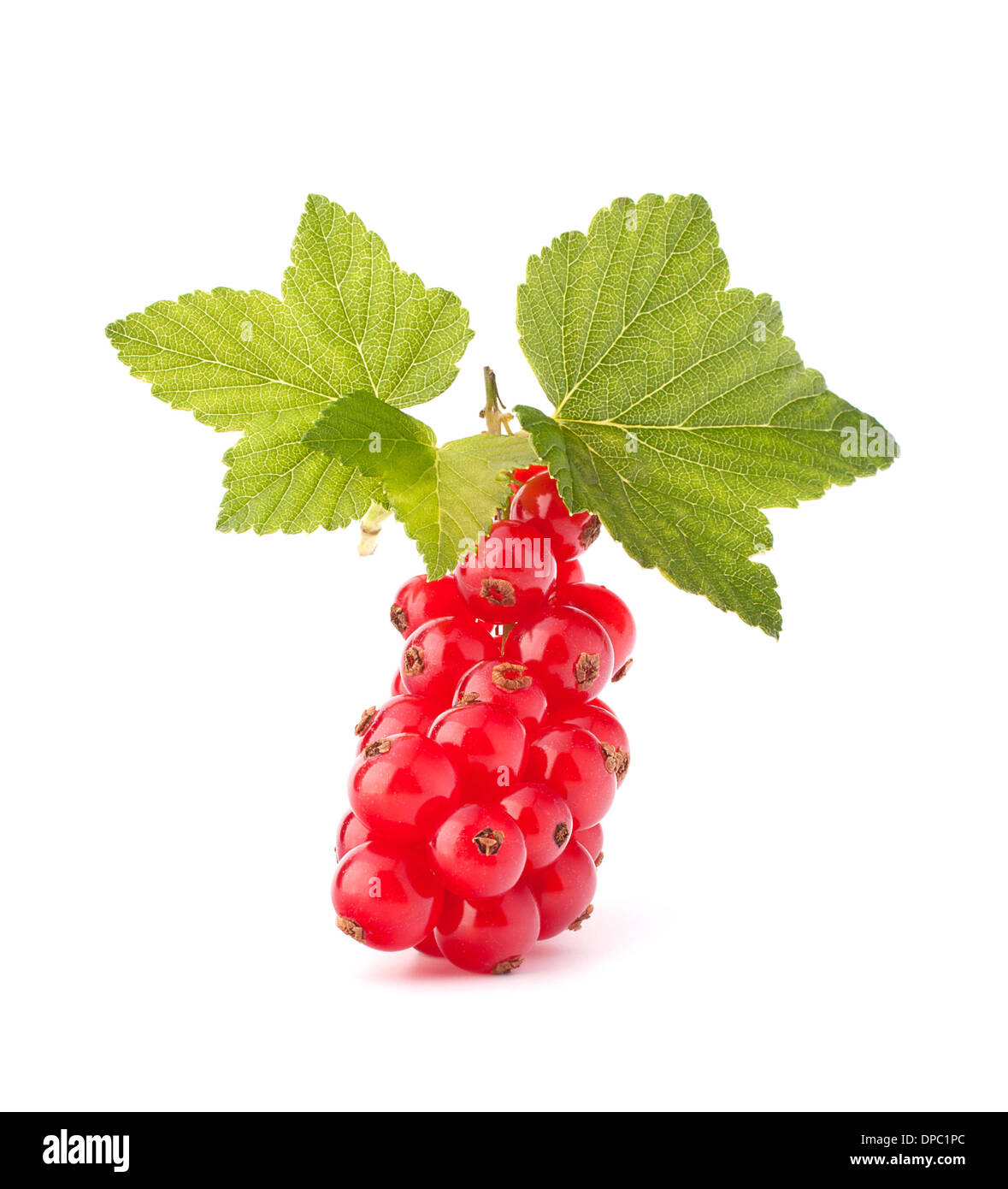 Red currants and green leaves still life isolated on white background ...