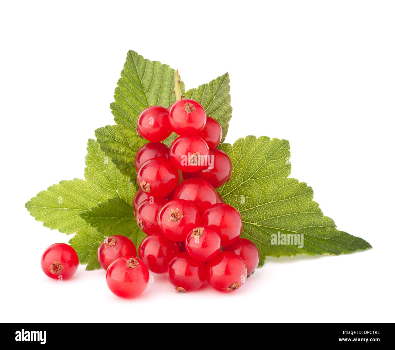 Red currants and green leaves still life isolated on white background ...