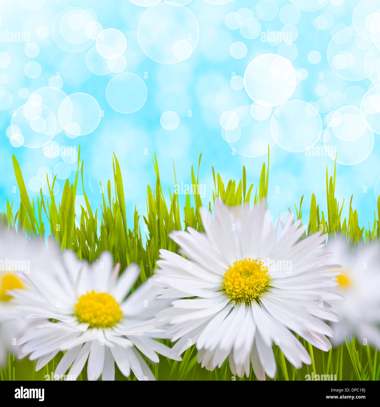 Spring daisy field. Easter card background Stock Photo - Alamy