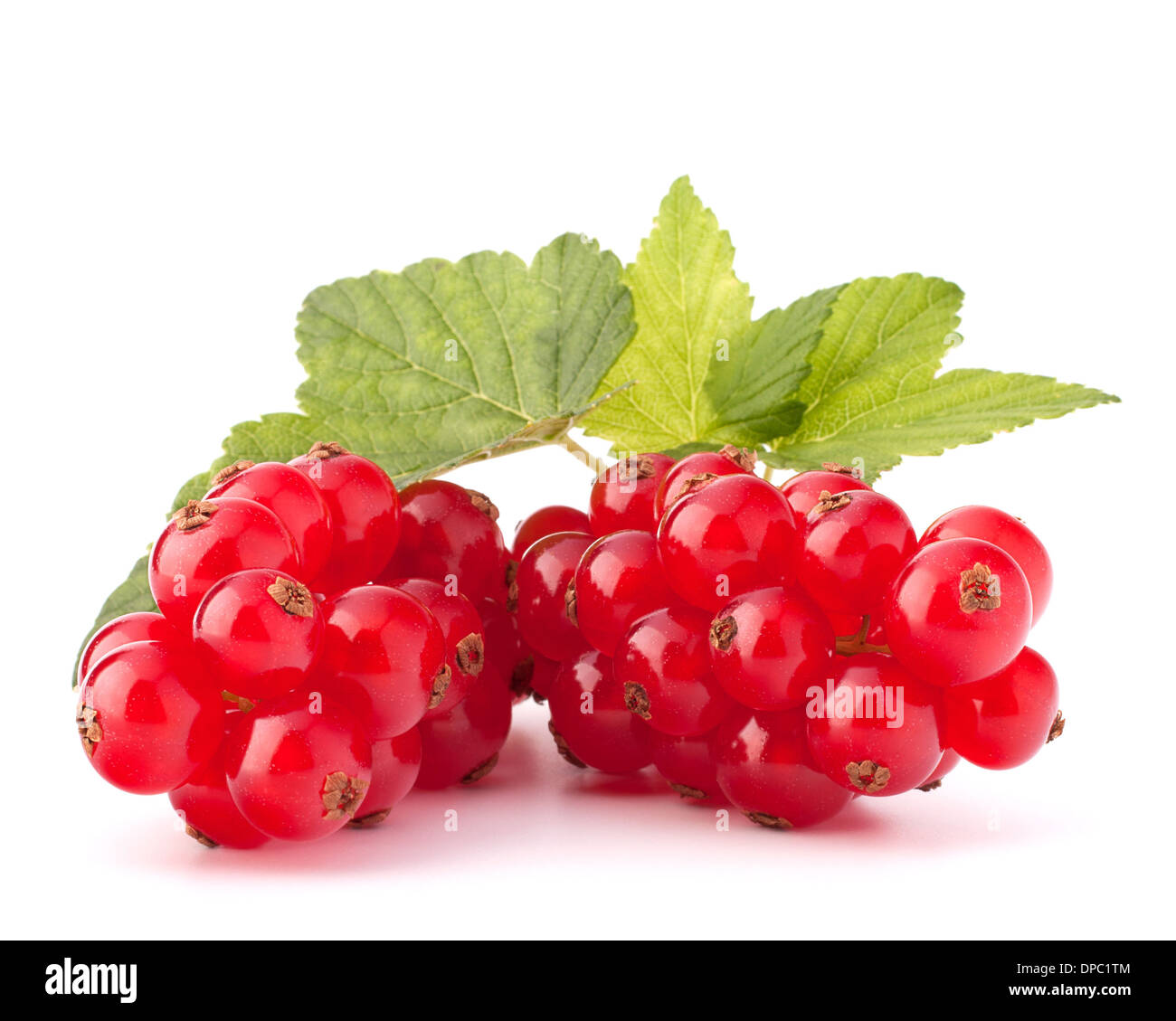 Red currants and green leaves still life isolated on white background ...