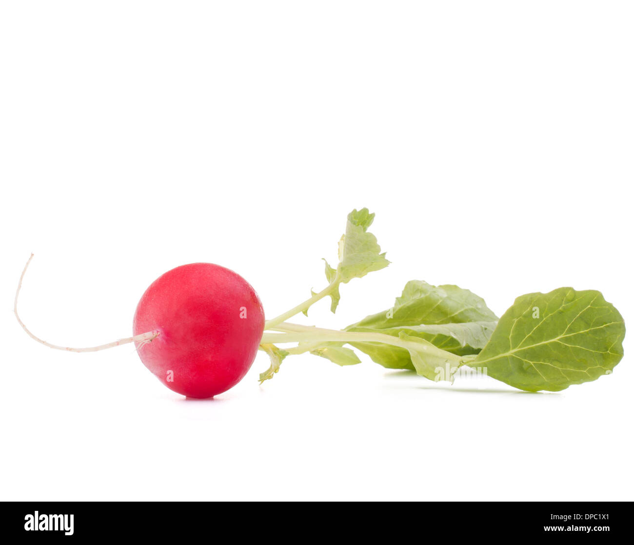 Small garden radish with leaves isolated on white background cutout ...
