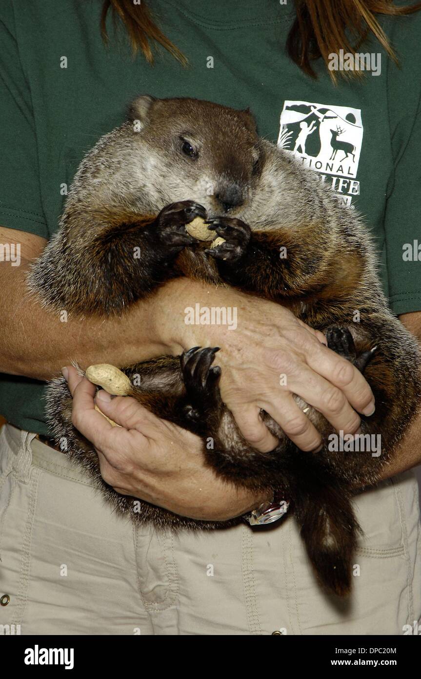 Los Angeles, CA, USA. 11th Jan, 2014. Roland the Groundhog at arrivals ...
