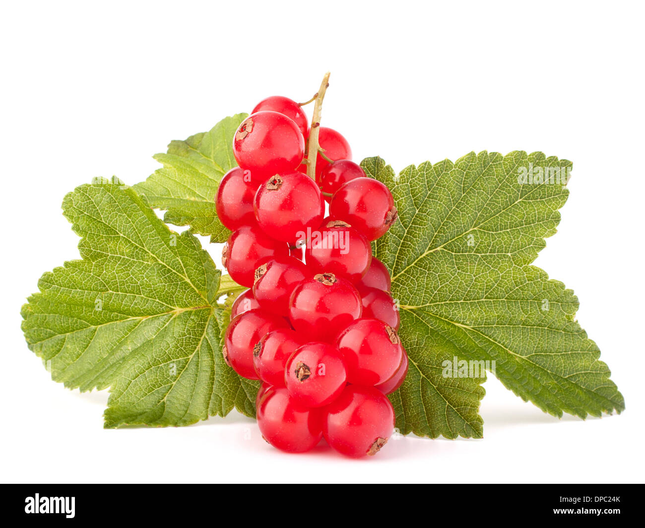 Red currants and green leaves still life isolated on white background ...