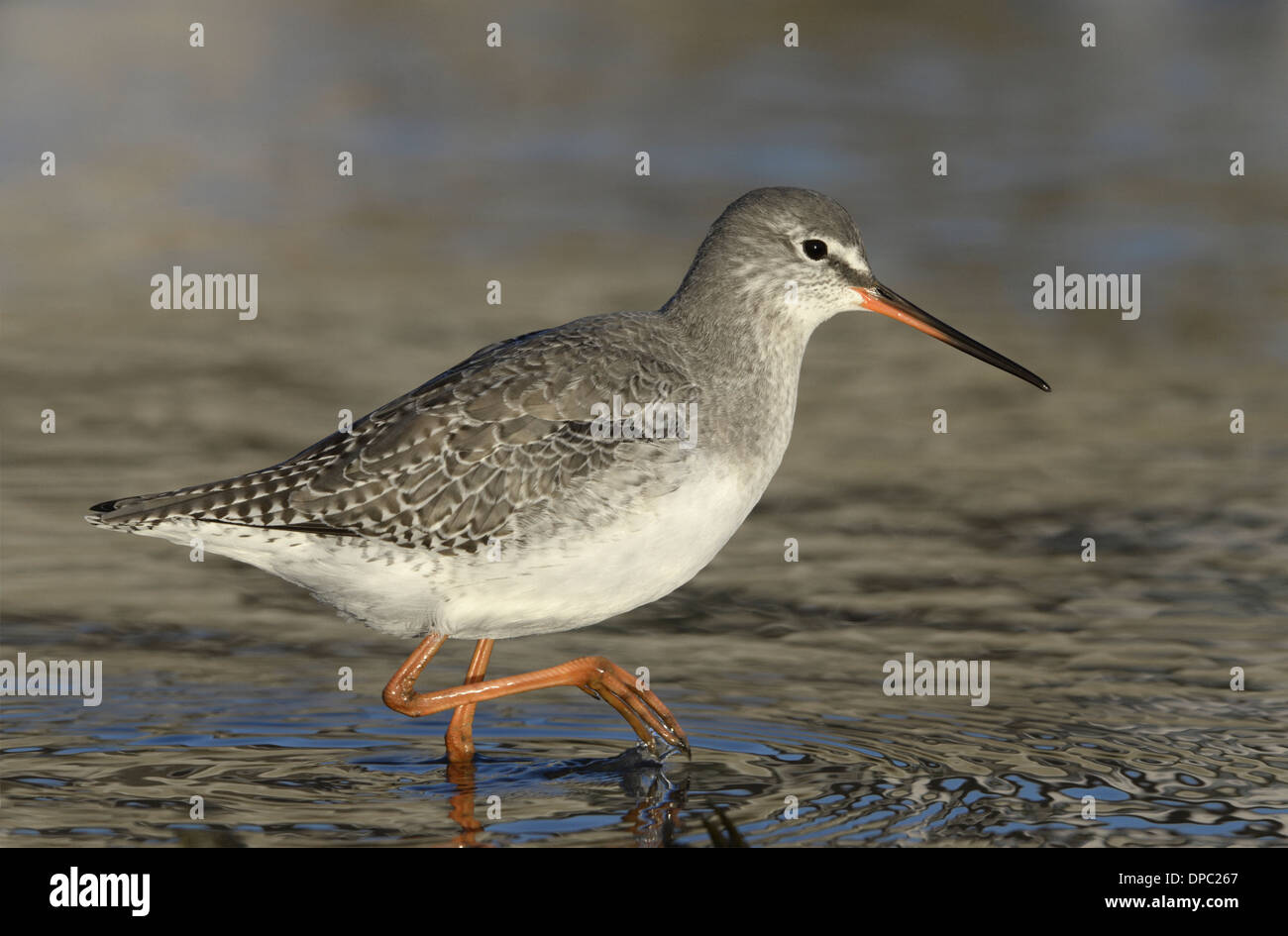 Spotted Redshank Tringa erythropus Stock Photo - Alamy