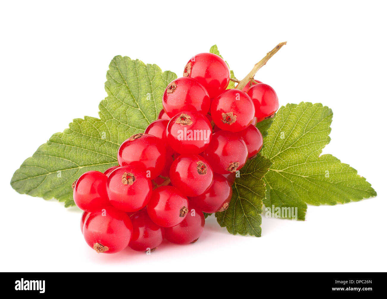 Red currants and green leaves still life isolated on white background ...
