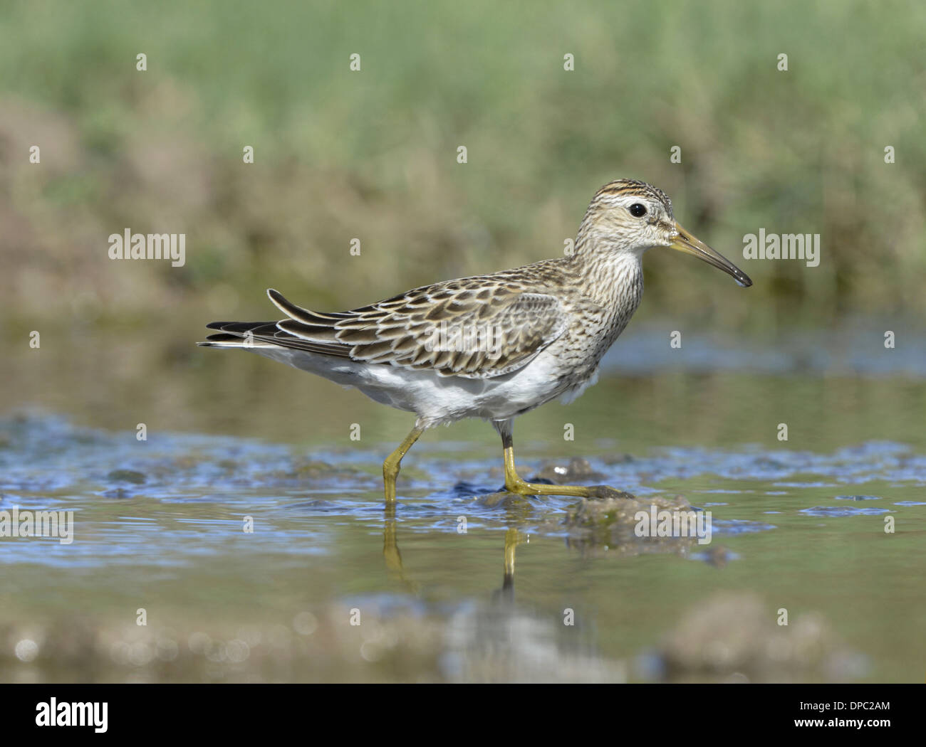 Pectoral Sandpiper Calidris melanotos Stock Photo - Alamy