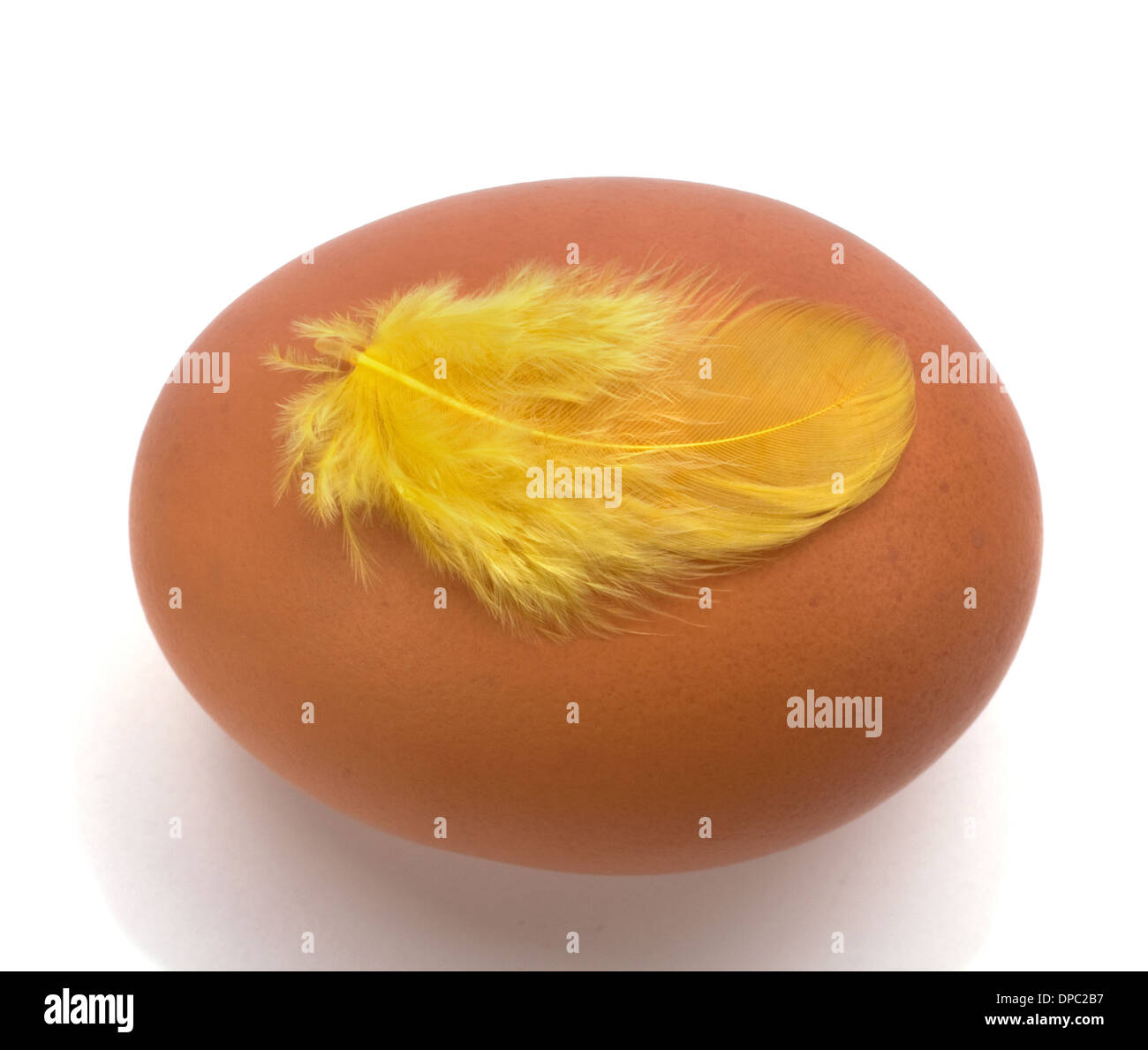 egg with feather isolated on white background Stock Photo - Alamy