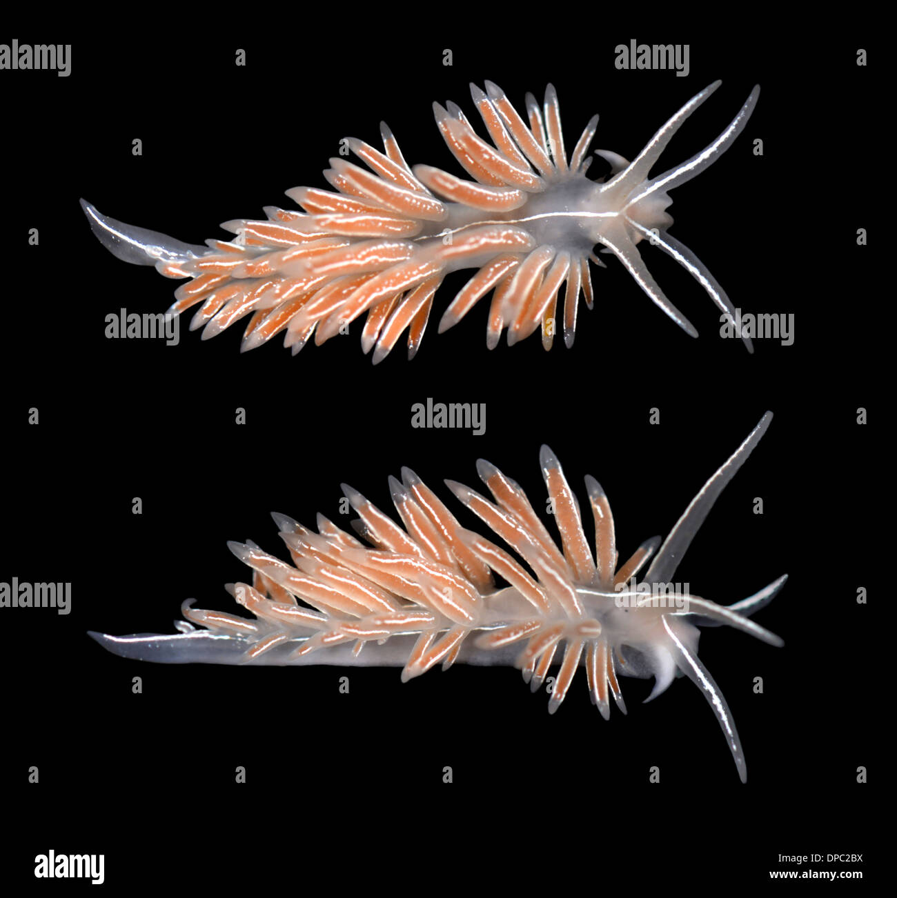 Coryphella lineata - Sea Slug Stock Photo - Alamy