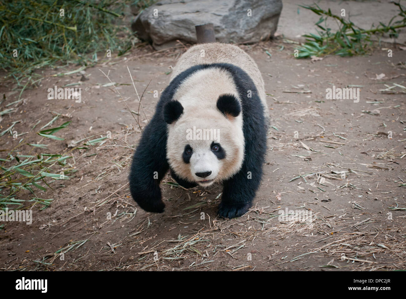 Giant panda in Panda House of Beijing Zoo, located in Xicheng District ...