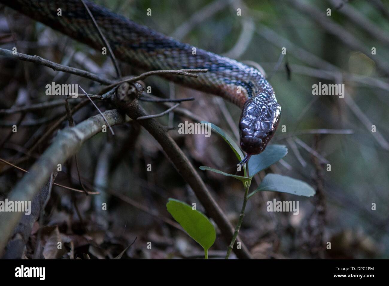 Rio De Janeiro, Brazil. 11th Jan, 2014. A snake is seen in the ...