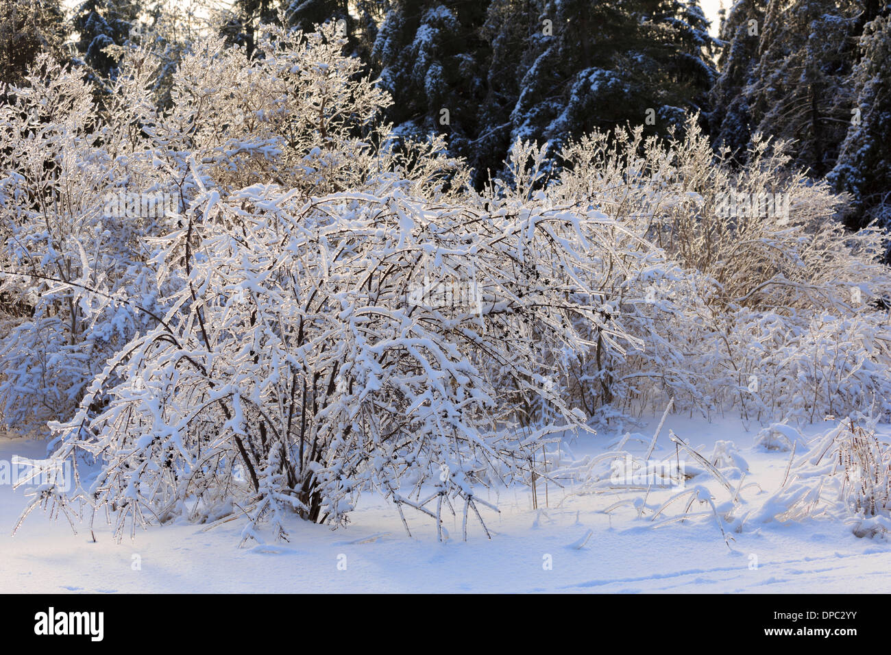 Ice coated bushes hi-res stock photography and images - Alamy