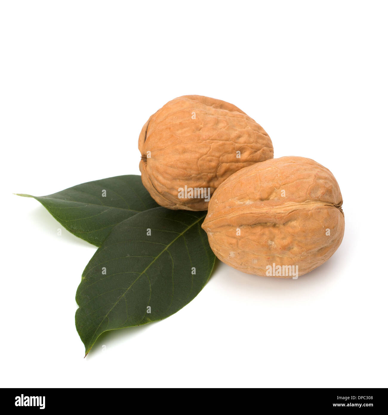 Circassian walnut isolated on white background Stock Photo - Alamy
