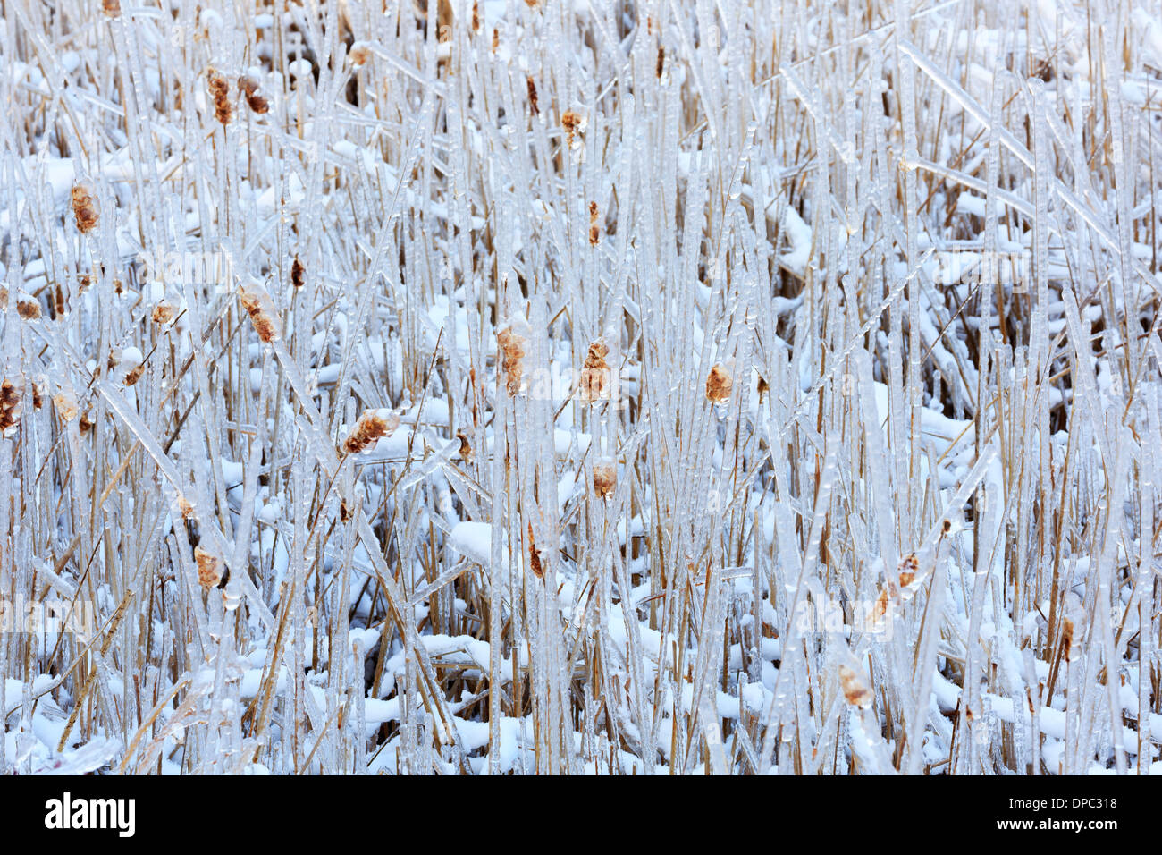 Ice coated bullrushes after a winter storm Stock Photo - Alamy Ice coated bullrushes after a winter storm Stock Photo - Alamy