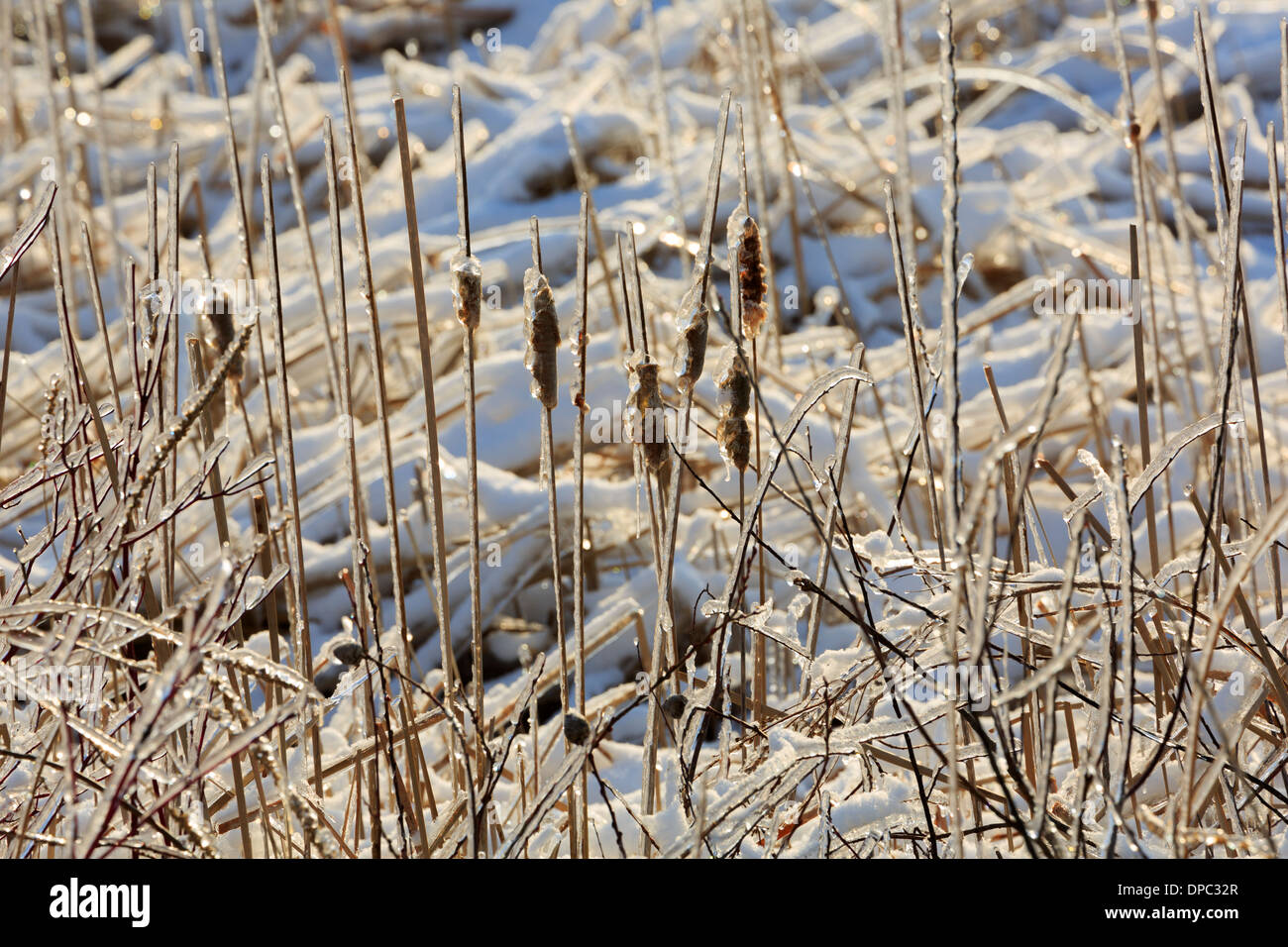 Ice coated bullrushes after a winter storm Stock Photo - Alamy Ice coated bullrushes after a winter storm Stock Photo - Alamy
