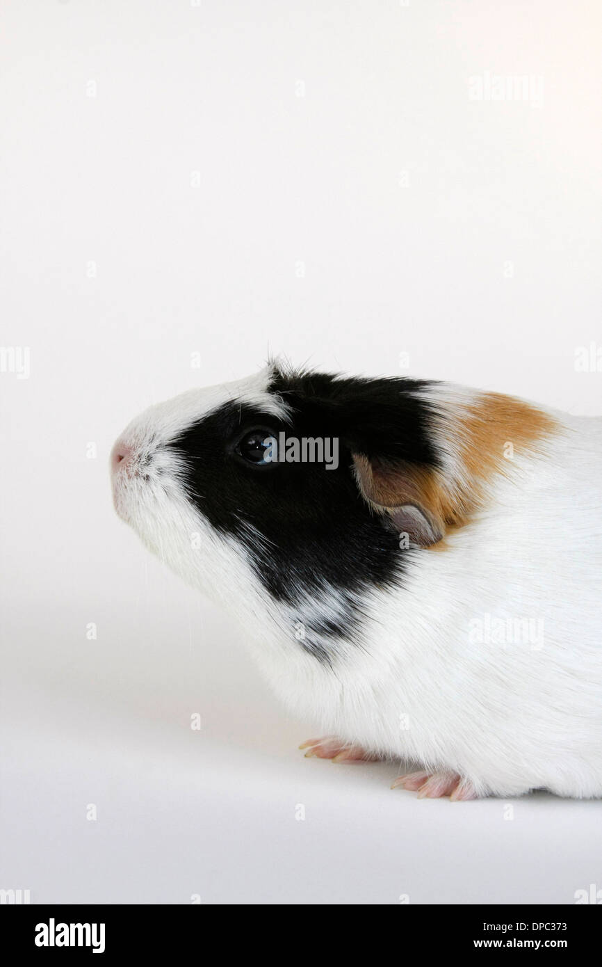 Tri color Guinea Pig on white background Stock Photo - Alamy