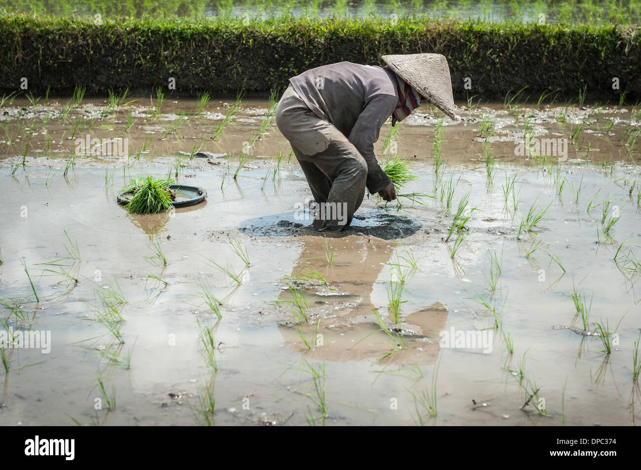 Woman planting rice in the fields of Bali, Indonesia, Asia Stock Photo ...