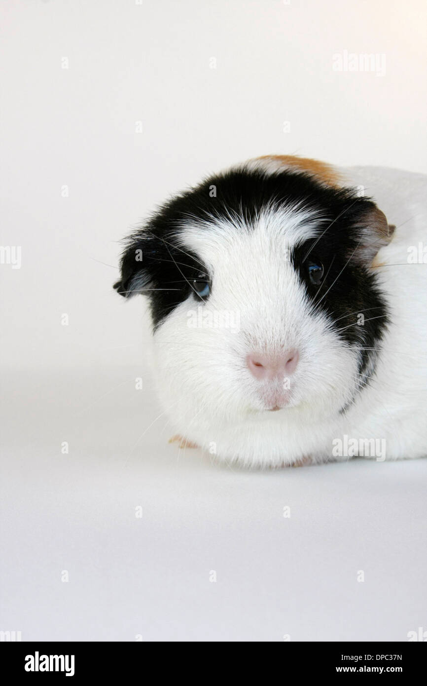 Tri color Guinea Pig on white background Stock Photo - Alamy