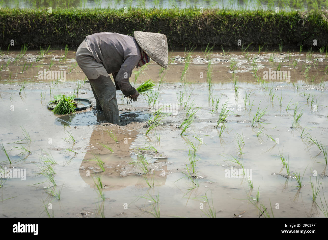 Rice fields in asia hi-res stock photography and images - Alamy