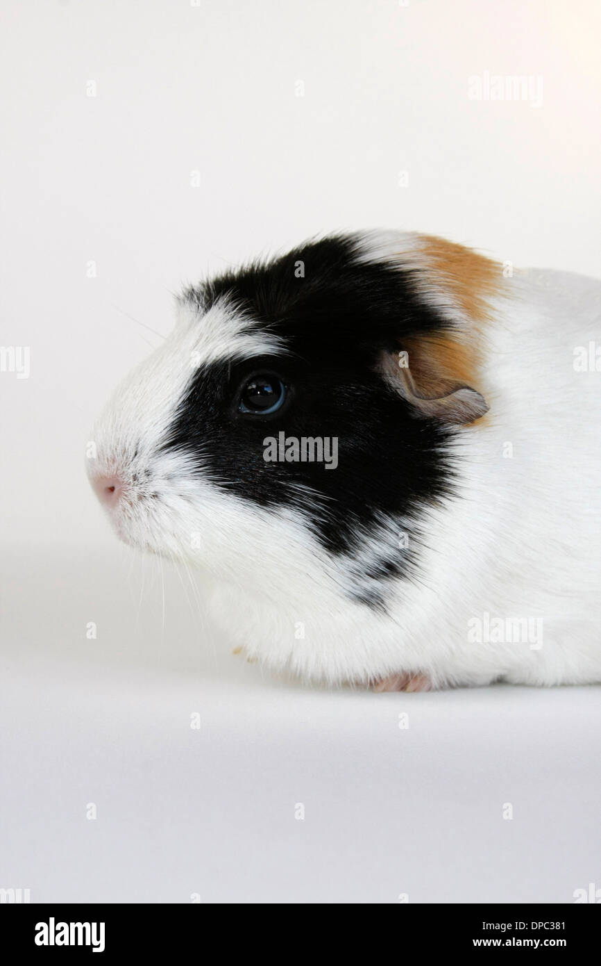 Tri color Guinea Pig on white background Stock Photo - Alamy