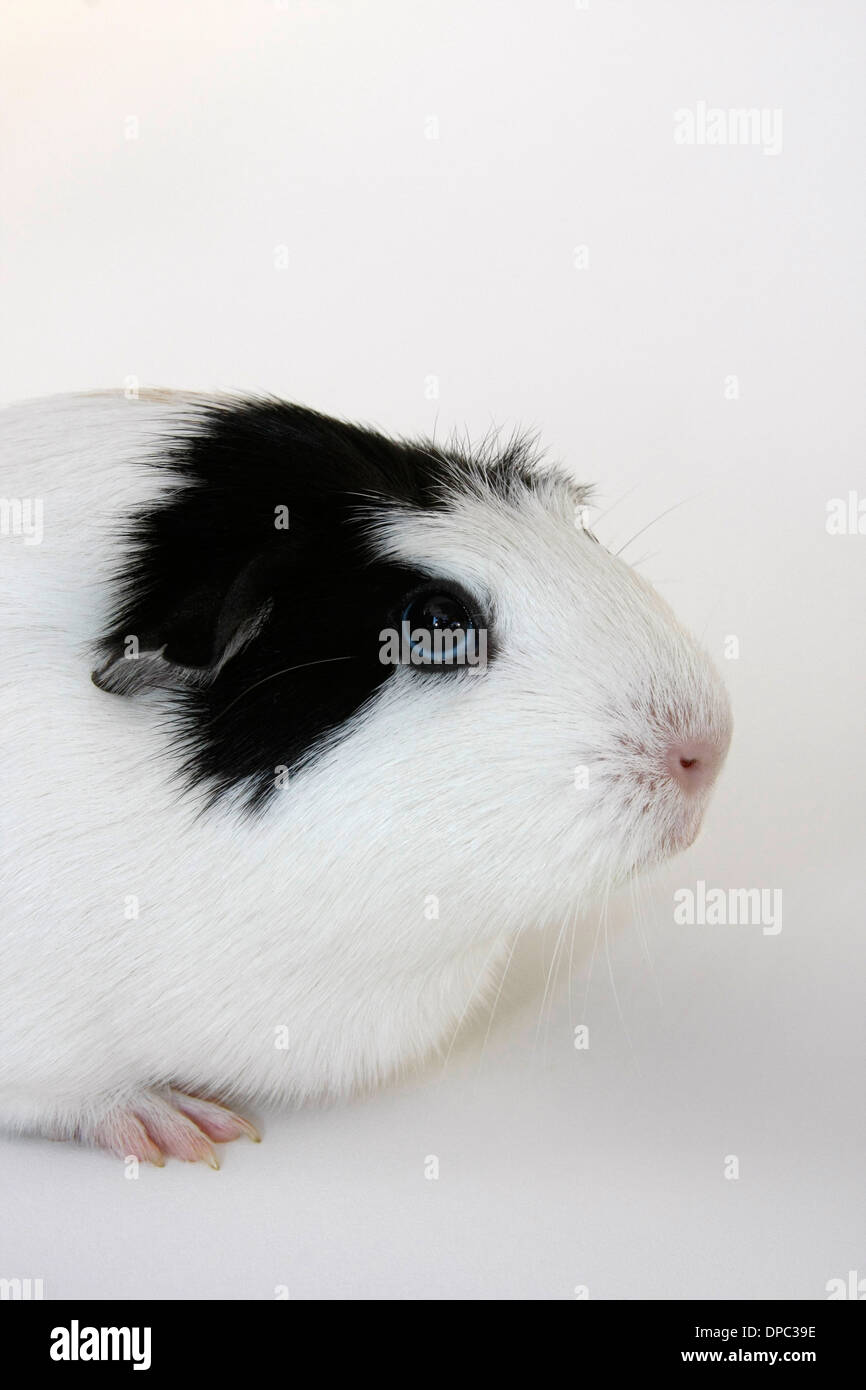 Tri color Guinea Pig on white background Stock Photo - Alamy