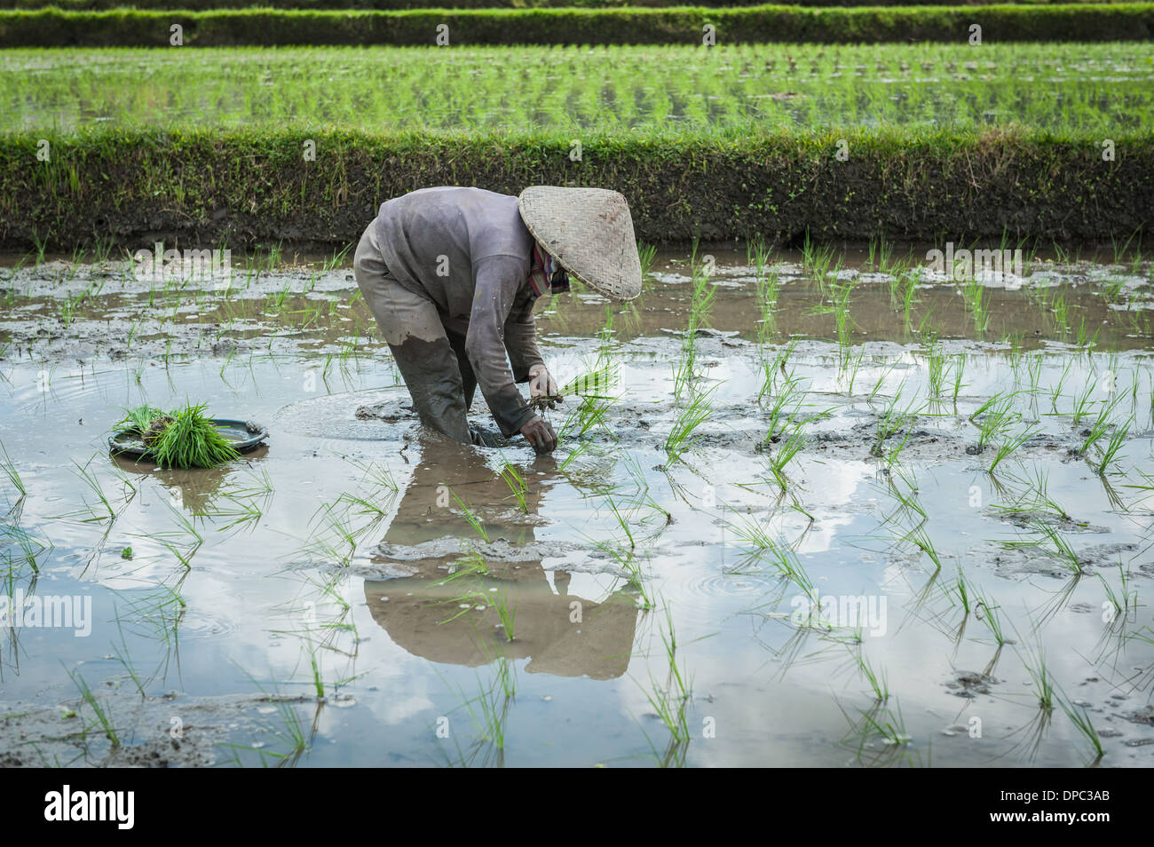 Woman planting rice in the fields of Bali, Indonesia, Asia Stock Photo ...
