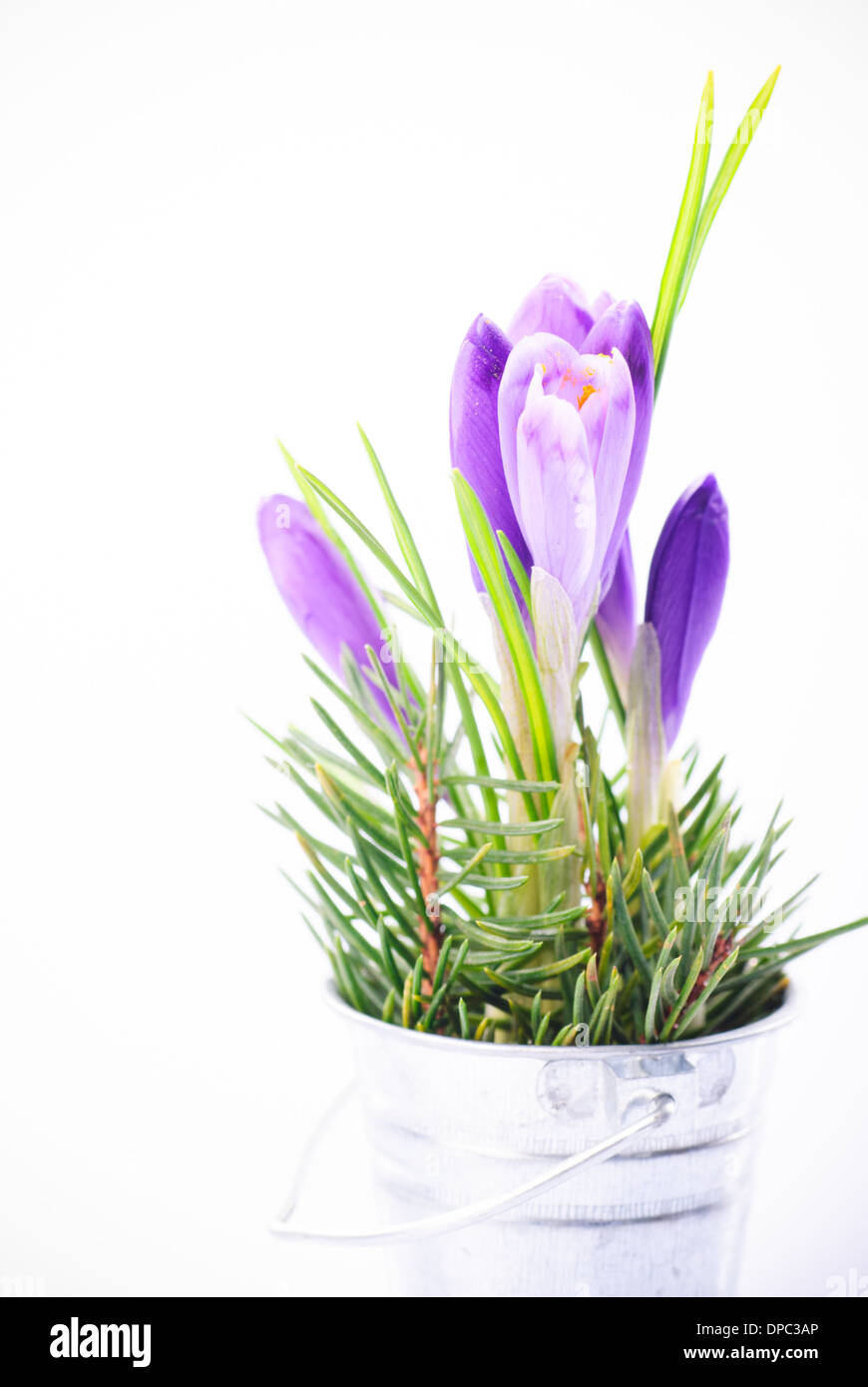 Crocuses closeup isolated on white background Stock Photo - Alamy