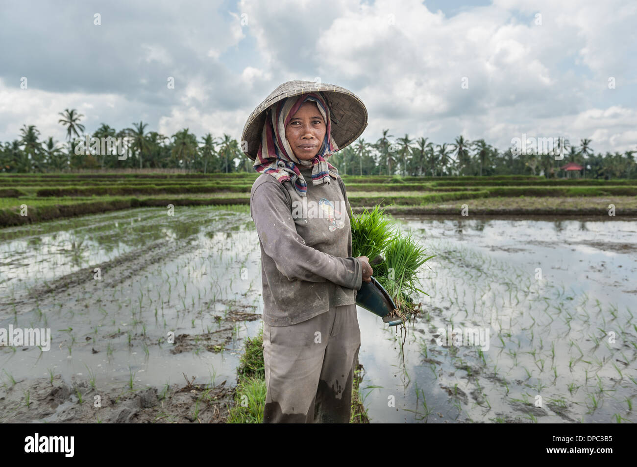 Woman planting rice in the fields of Bali, Indonesia, Asia Stock Photo ...